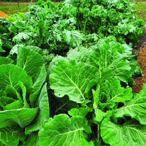 Reasons for Growing Leafy Greens - Grit
